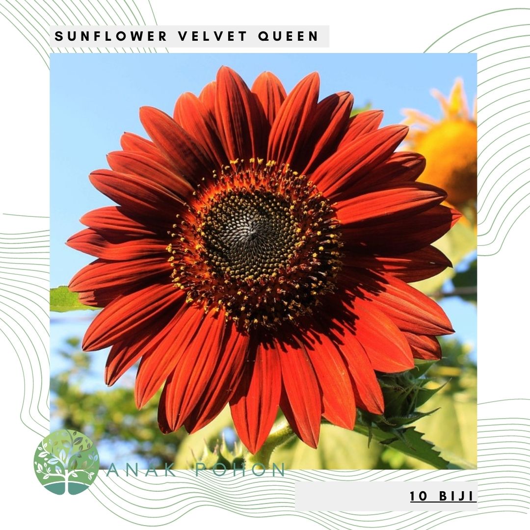 (10 Biji) Benih Bibit Biji - Sunflower Velvet Queen Deep Red Bunga ...