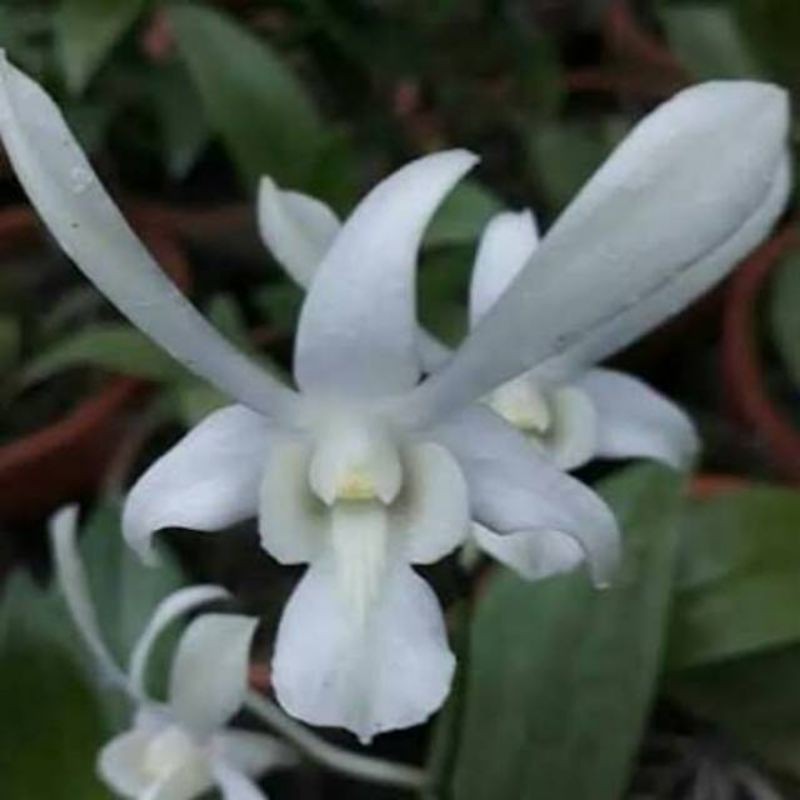 Anggrek dendrobium caesar white dewasa,spike,knop dan bunga | Lazada ...