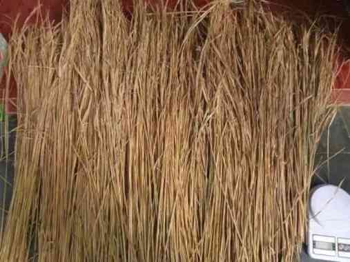 MERANG JERAMI/MERANG DARI POHON PADI/JERAMI PADI | Lazada Indonesia