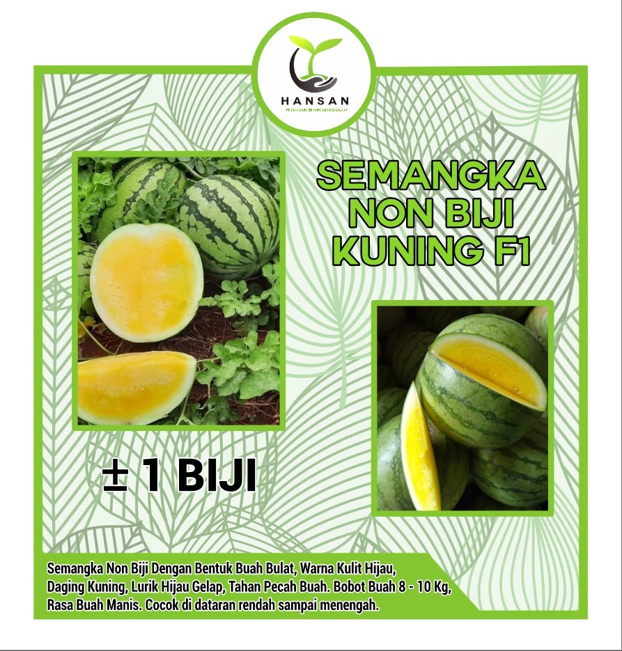 Benih Semangka Non Biji Kuning F1 Hibrida Bibit Buah Semangka Besar
