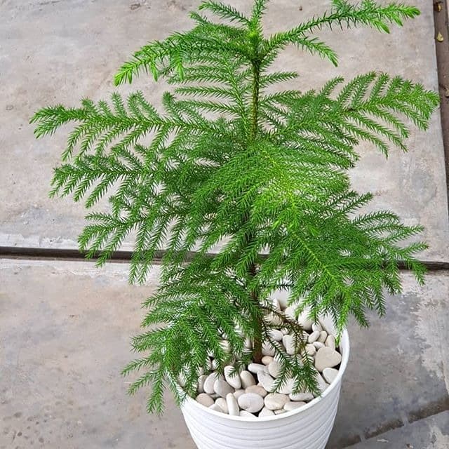 Tanaman Cemara Norfolk atau cemara pentris 50cm | Lazada Indonesia