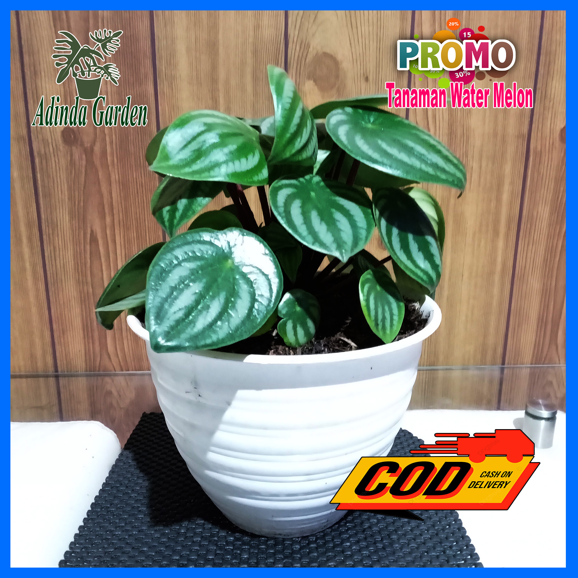 Tanaman Bunga Water Melon, Bunga Semangka | COD Tanaman Hias | Lazada ...