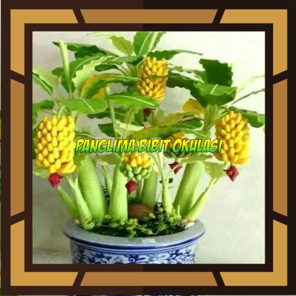 Bibit Benih Tanaman Buah Pisang mini Bonsai Okulasi Stek Cangkok ...