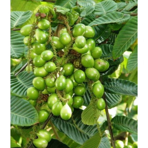 bibit biji benih tanaman buah matoa | Lazada Indonesia bibit biji benih tanaman buah matoa | Lazada Indonesia