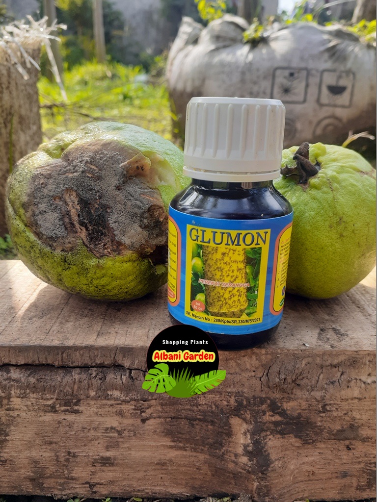 Lem Perangkap Lalat Buah Dan Busuk Buah GLUMON Obat Hama Paling Ampuh ...