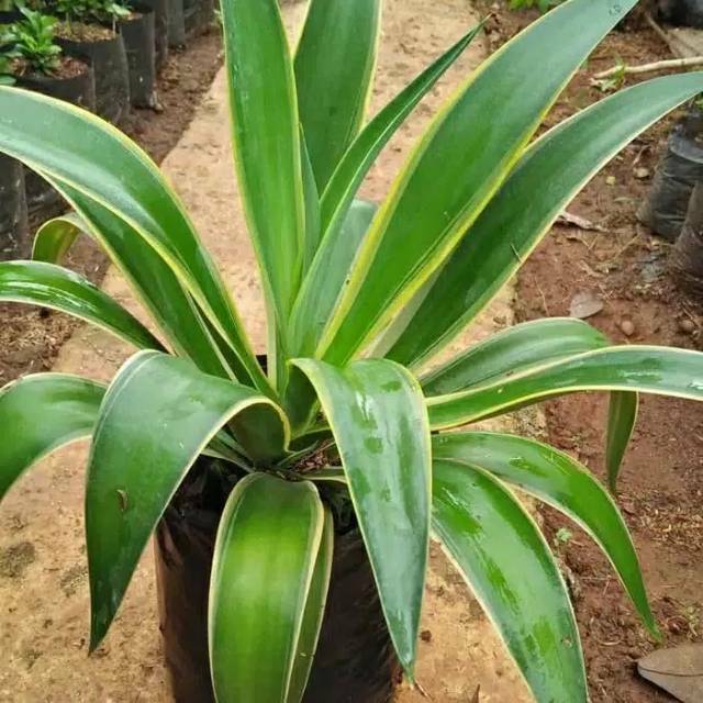Tanaman hias agave ijo - agave raja - siklok | Lazada Indonesia