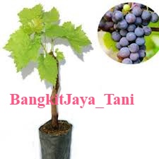 ANGGUR LOKAL JENIS ISABELLA berkualitas | Lazada Indonesia