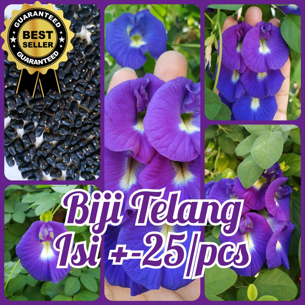 Biji Bunga Telang isi 25 pcs flower seeds benih tanaman hias taman ...