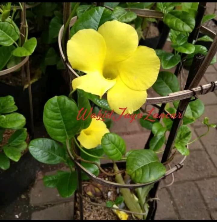 Wahid Jaya Lancar Tanaman Hias Rambat Bunga ALAMANDA KUNING | Lazada ...
