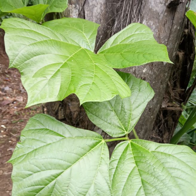 Daun bengkoang asli 20 Lembar | Lazada Indonesia
