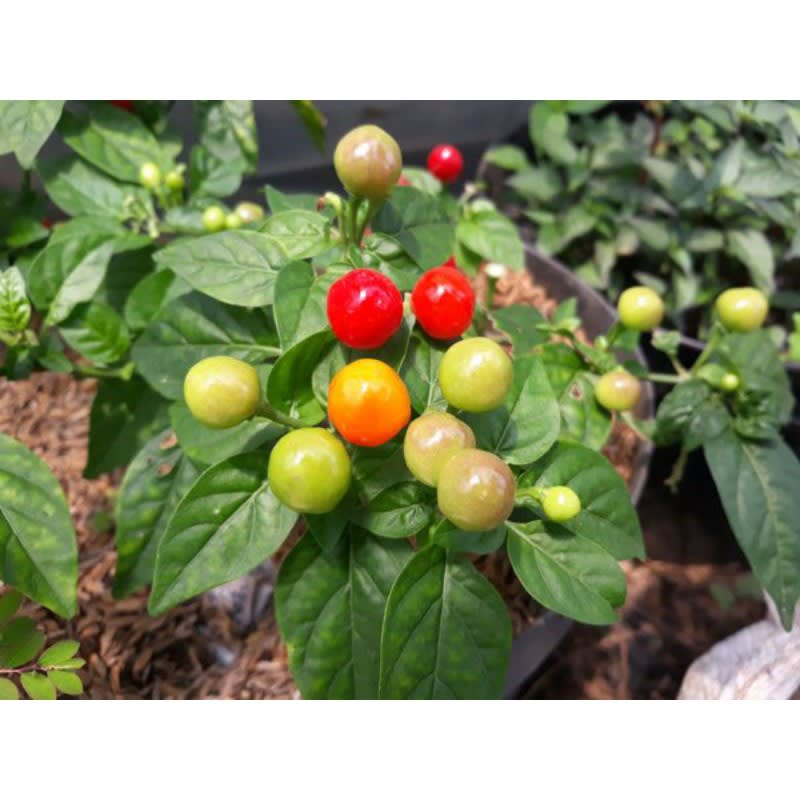 Biji Benih Cabe Hias Cabai Cherry Rainbow | Lazada Indonesia