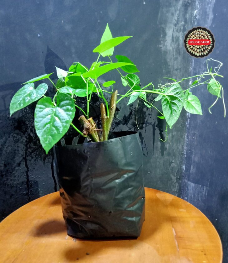 [4 POHON] BIBIT TANAMAN RAMBAT AKAR SERIBU CURTAIN IVY/CISSUS SICYOIDES ...