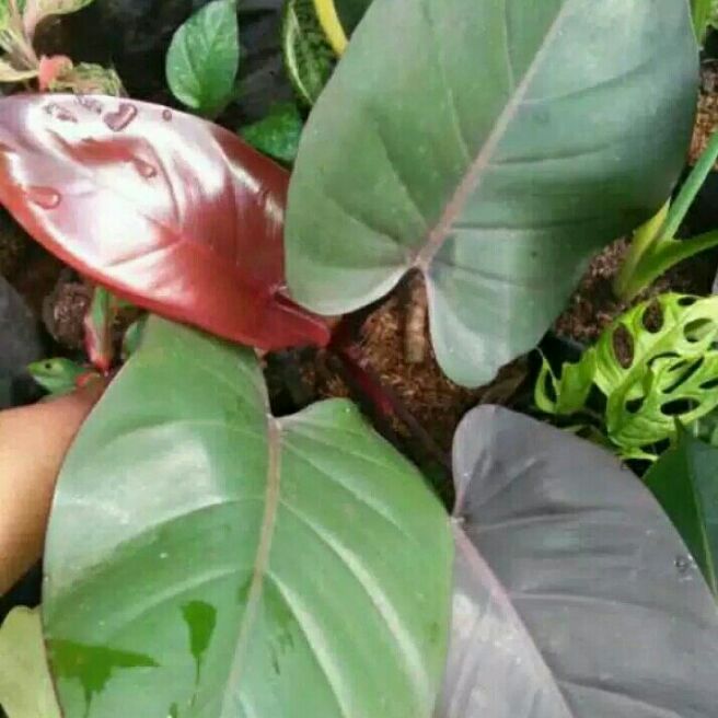 tanaman hias rumahan philo black cardinal/tanaman hias philo black ...