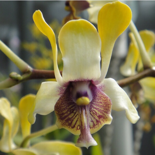 Dendrobium Violaceoflavens - anggrek besi papua premium | Lazada Indonesia