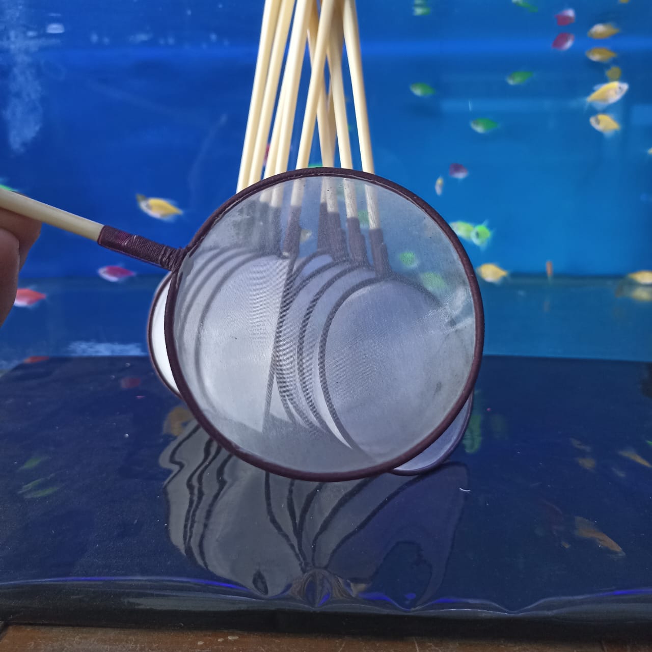 Serokan Seser Sauk Ikan Melamin Bulat Kotak 10cm Cupang Guppy Kutir ...