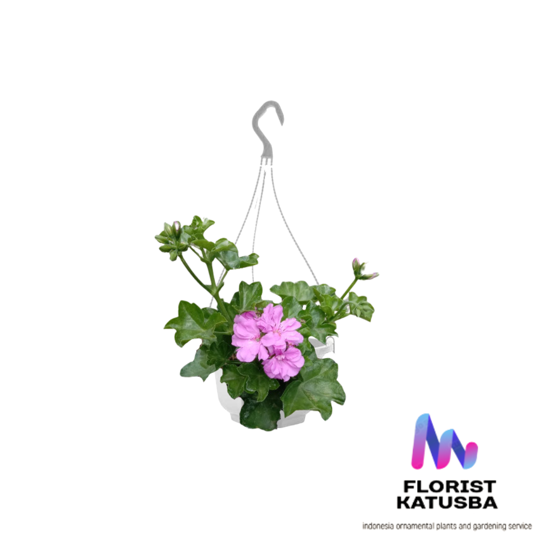 tanaman hias gantung geranium ungu pelargonium peltatum | Lazada Indonesia