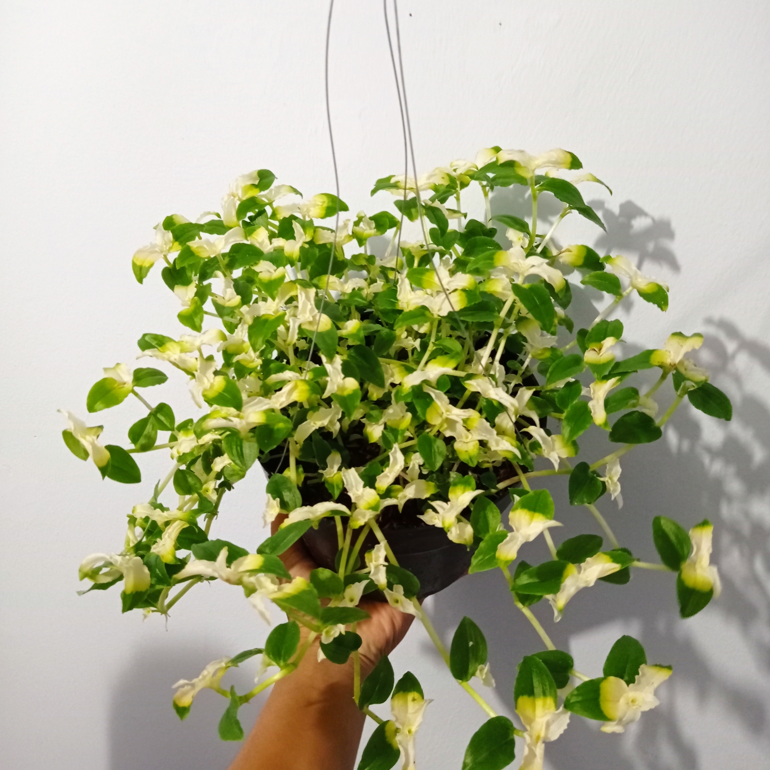 TANAMAN POT GANTUNG JANDA MERANA | Lazada Indonesia