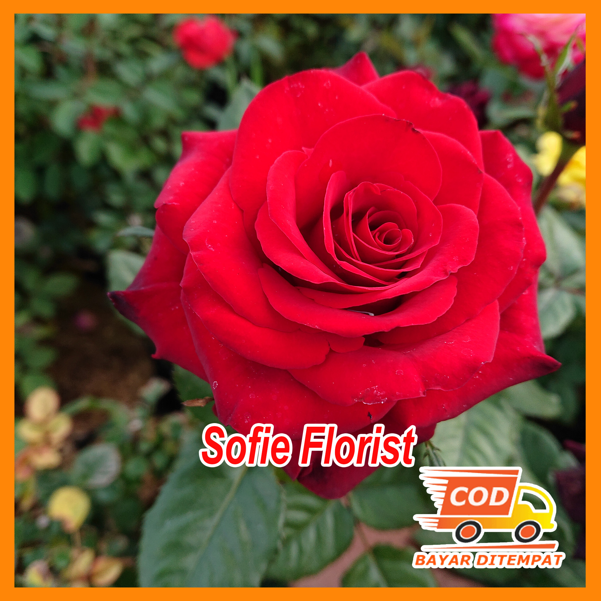 Tanaman bunga mawar bisa pilih warna COD tanaman hias | Lazada Indonesia