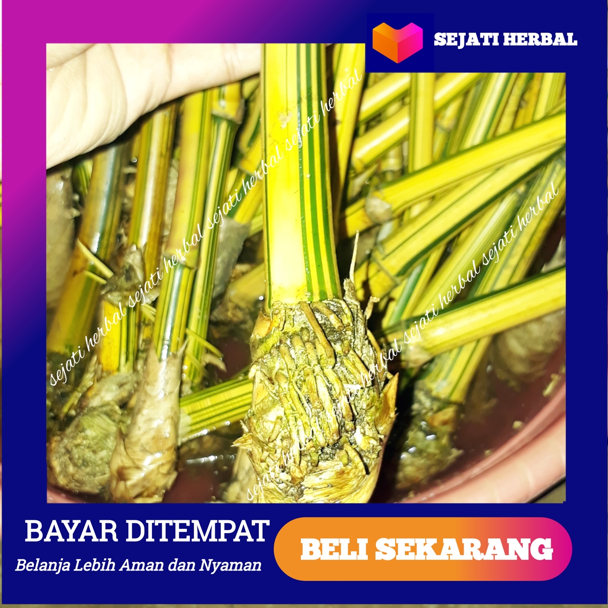 Bambu kuning penangkal setan Bambu kuning Bambu kuning hias Bambu ...