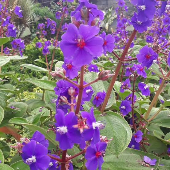 Tanaman Bunga Senggani Import | Lazada Indonesia