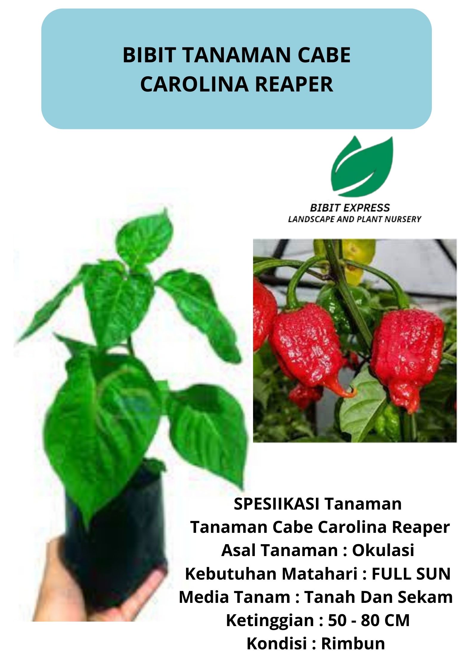 Bibit Tanaman Cabe Carolina Reaper Terpedas Kondisi Rimbun | Lazada ...