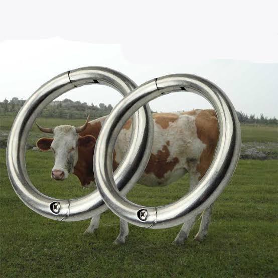 Cincin Ring Untuk Hidung Sapi Lembu dan Kerbau Cow Bull Ox Nose Ring ...