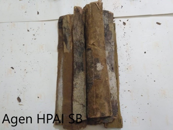 Kulit kayu raru obat diabetes dan luka diabetes Kemasan 250 Gram ...