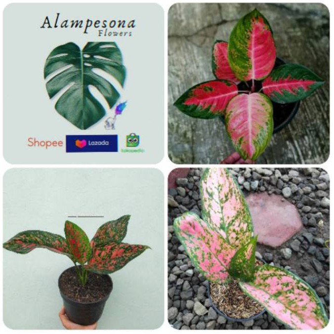 Paket 3 Jenis Pohon Aglonema - Venus - Lady Valentine - Kocin | Lazada ...