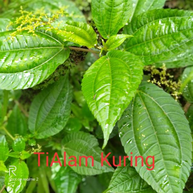 Lalapan daun pohpohan segar langsung petik | Lazada Indonesia