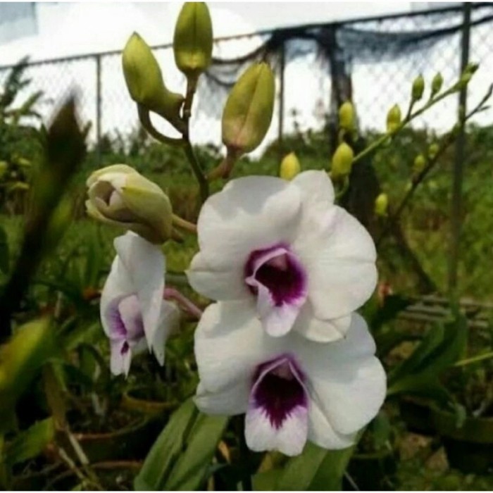 Pohon Anggrek Dendrobium sedling Bunga Putih Lidah Ungu | Lazada Indonesia