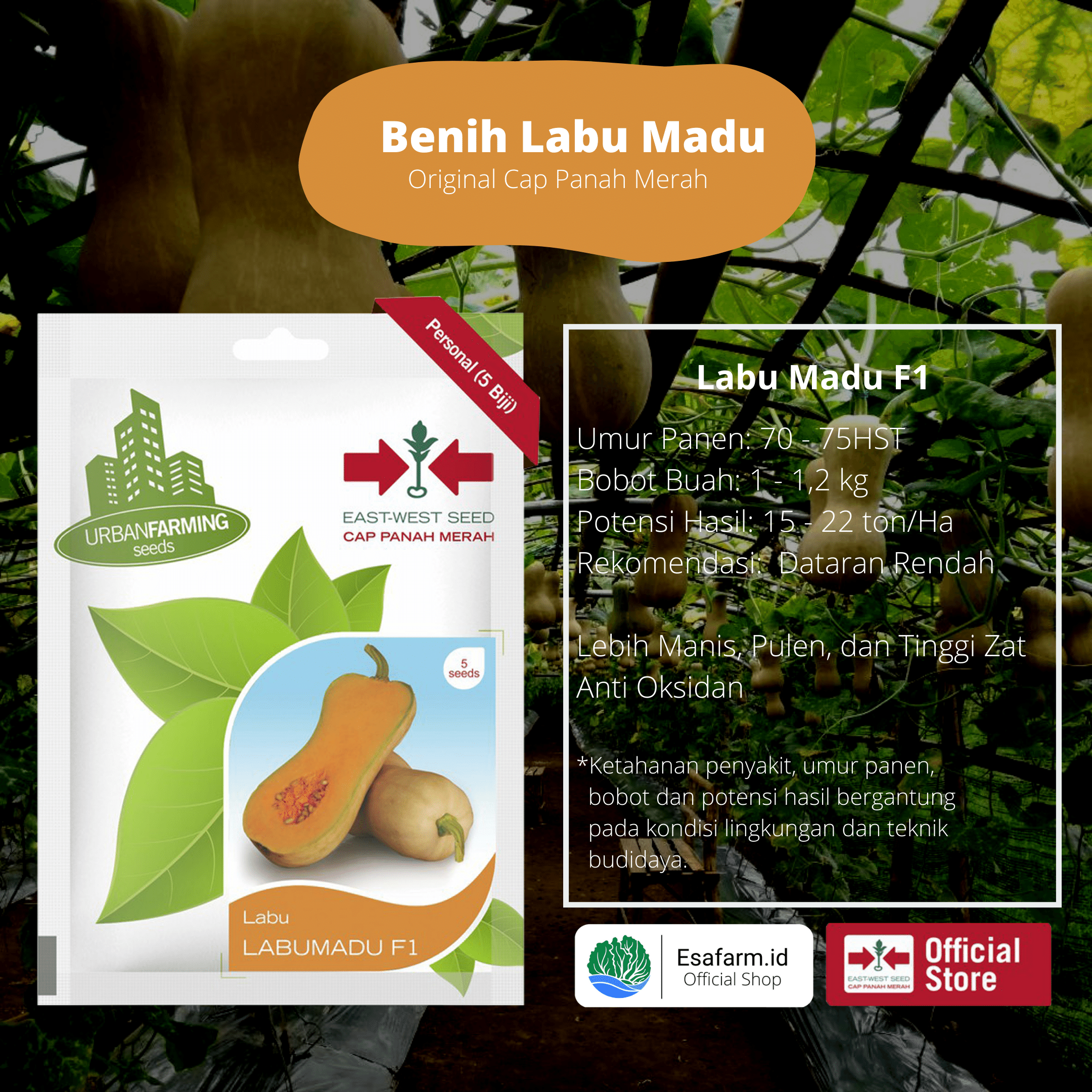 Benih / Bibit Labu Madu BUTTERNUT Cap Panah Merah Official | Lazada ...