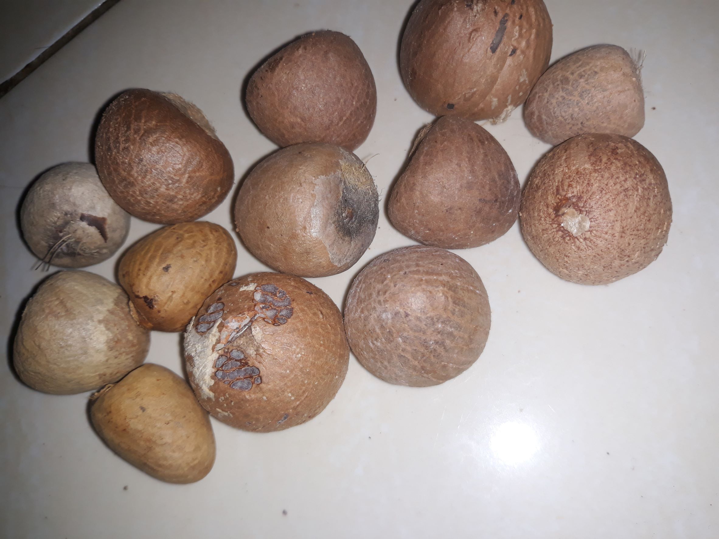 pinang kering / jambe kering / biji pinang 100gr | Lazada Indonesia