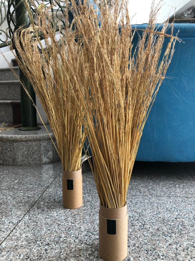 MERANG JERAMI//MERANG POHON PADI | Lazada Indonesia