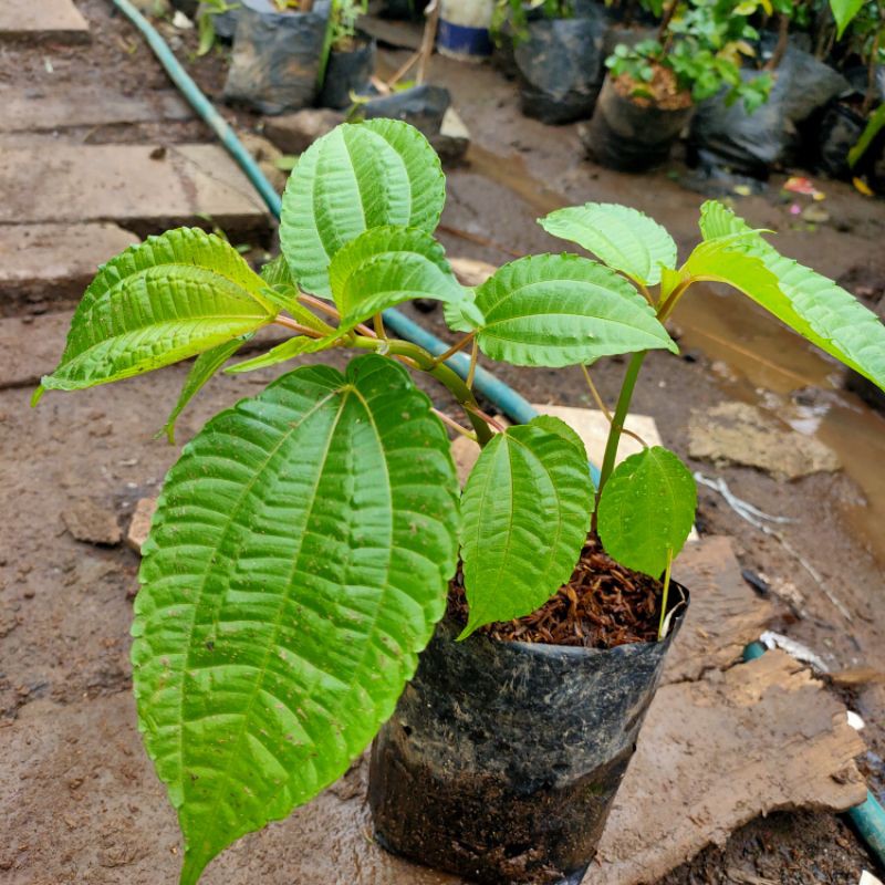 bibit tanaman daun pohpohan-poh pohan segar-daun pohpohan -lalapan ...