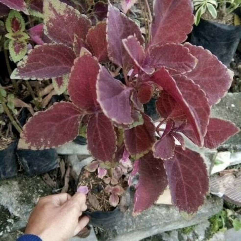 Tanaman Hias Herbal Miana Merah Miyana | Lazada Indonesia