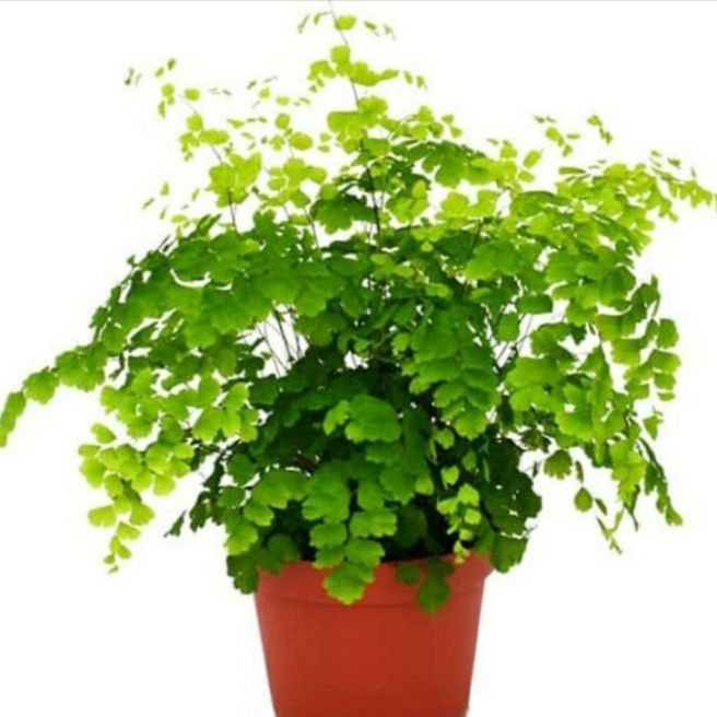 Tanaman hias paku suplir hijau | Lazada Indonesia