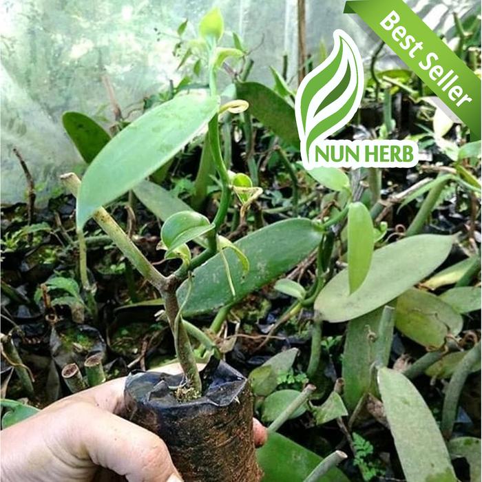 Tanaman Buah Vanili - Bibit Pohon Vanilli Rambat | Lazada Indonesia