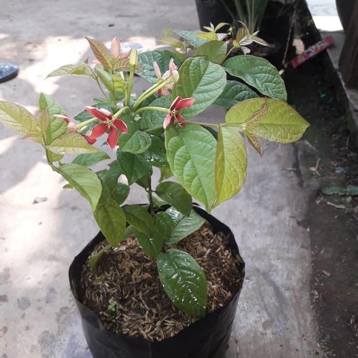 TANAMAN HIAS MELATI BELANDA / TANAMAN RAMBAT MELATI | Lazada Indonesia