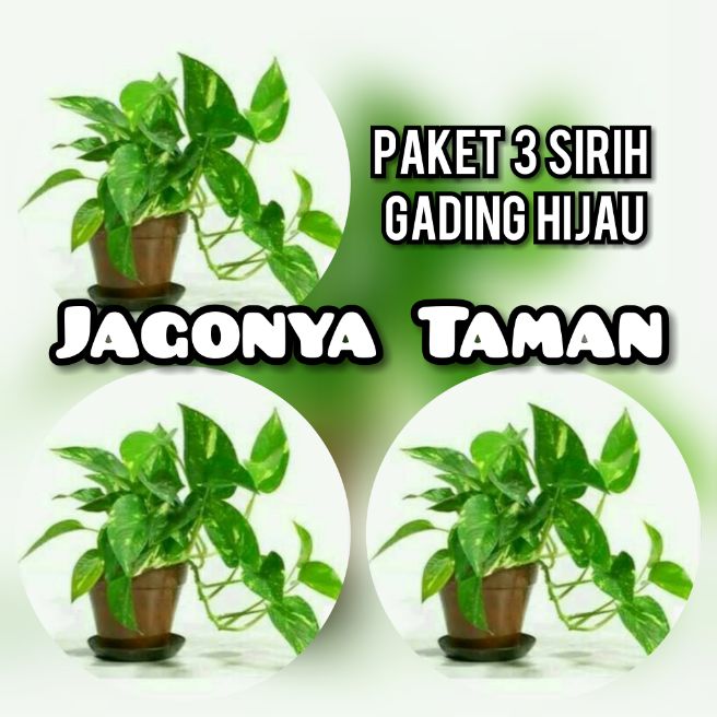 Paket 3 Tanaman Sirih Gading Hijau / Tanaman Pot Gantung Sirih Gading ...