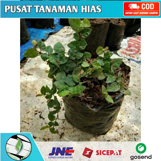 Tanaman dolar daun kecil - Pohon dolar rambat ( Climbing dollar ...