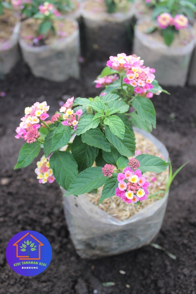 COD Tanaman hias hidup bunga lantana warna warni tembelekan saliara ...