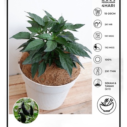 Tanaman Pohon Cabe Hitam Berbuah RImbun | Lazada Indonesia
