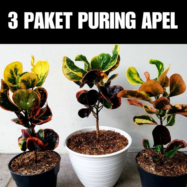 3 paket puring apel kuning / tanaman hias puring | Lazada Indonesia