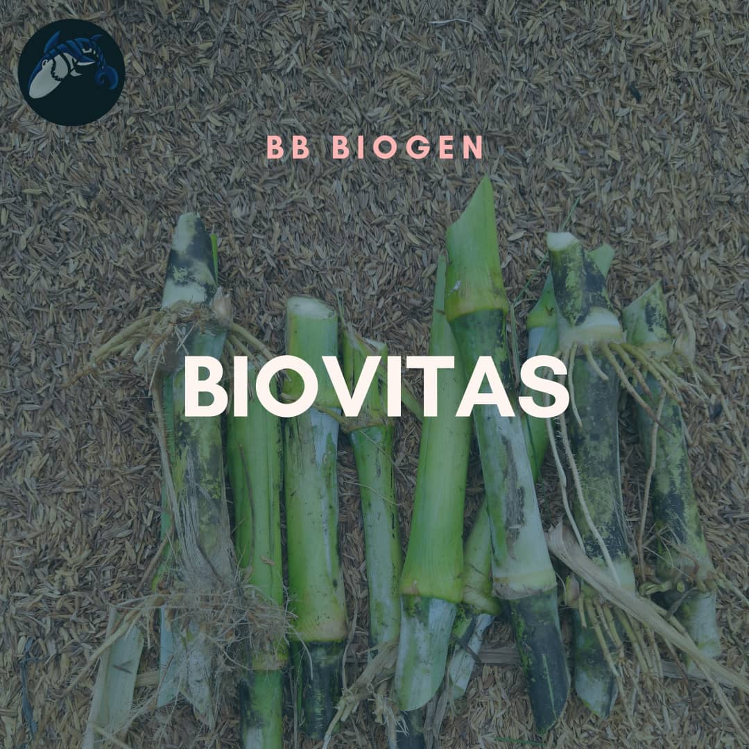 Bibit rumput biovitas BB biogen 1 kg hijauan pakan ternak sapi kambing ...