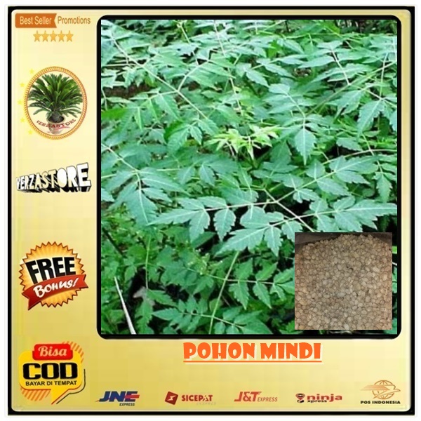 biji benih pohon mindi / 5 biji | Lazada Indonesia