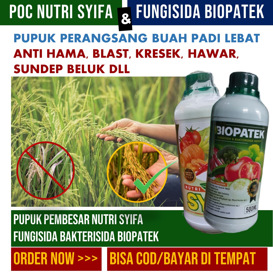 TERLARIS FUNGISIDA BIOPATEK DAN NUTRI SYIFA Obat Melebatkan Padi dan ...