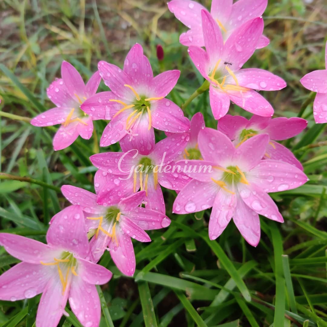 Umbi Bunga Rain Lily Rosea - Zephyranthes Rainlily Lokal Pink (5 Umbi ...