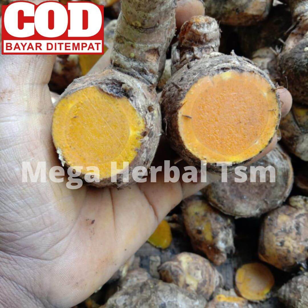 Temulawak Segar 1kg Original Asli Obat Herbal Alami | Lazada Indonesia