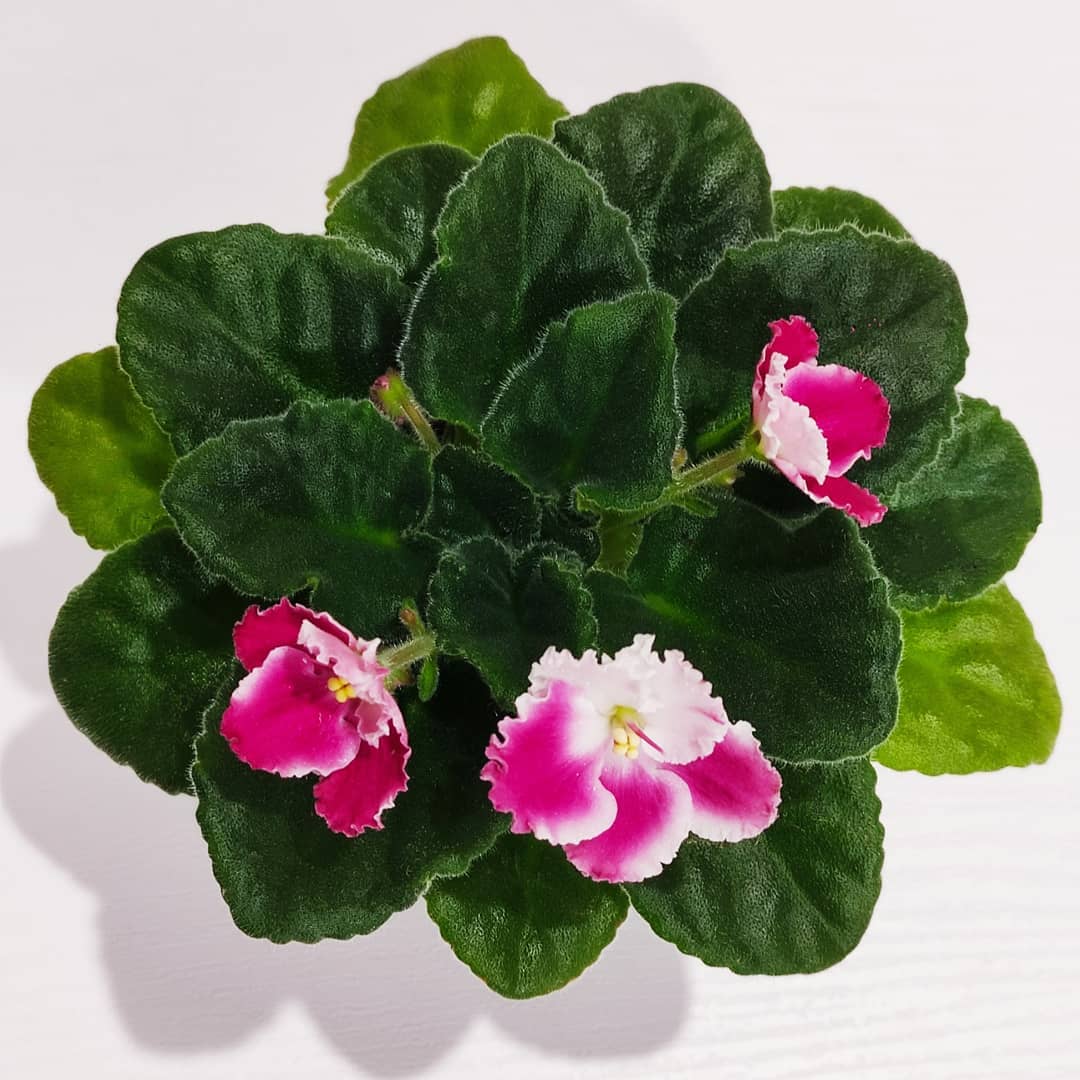 Tanaman hias violces Tanaman african violet Tanaman Hias African Violet ...