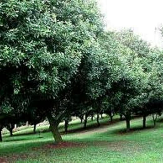 Bibit Pohon Macadamia (Kacang Macadamia) | Lazada Indonesia